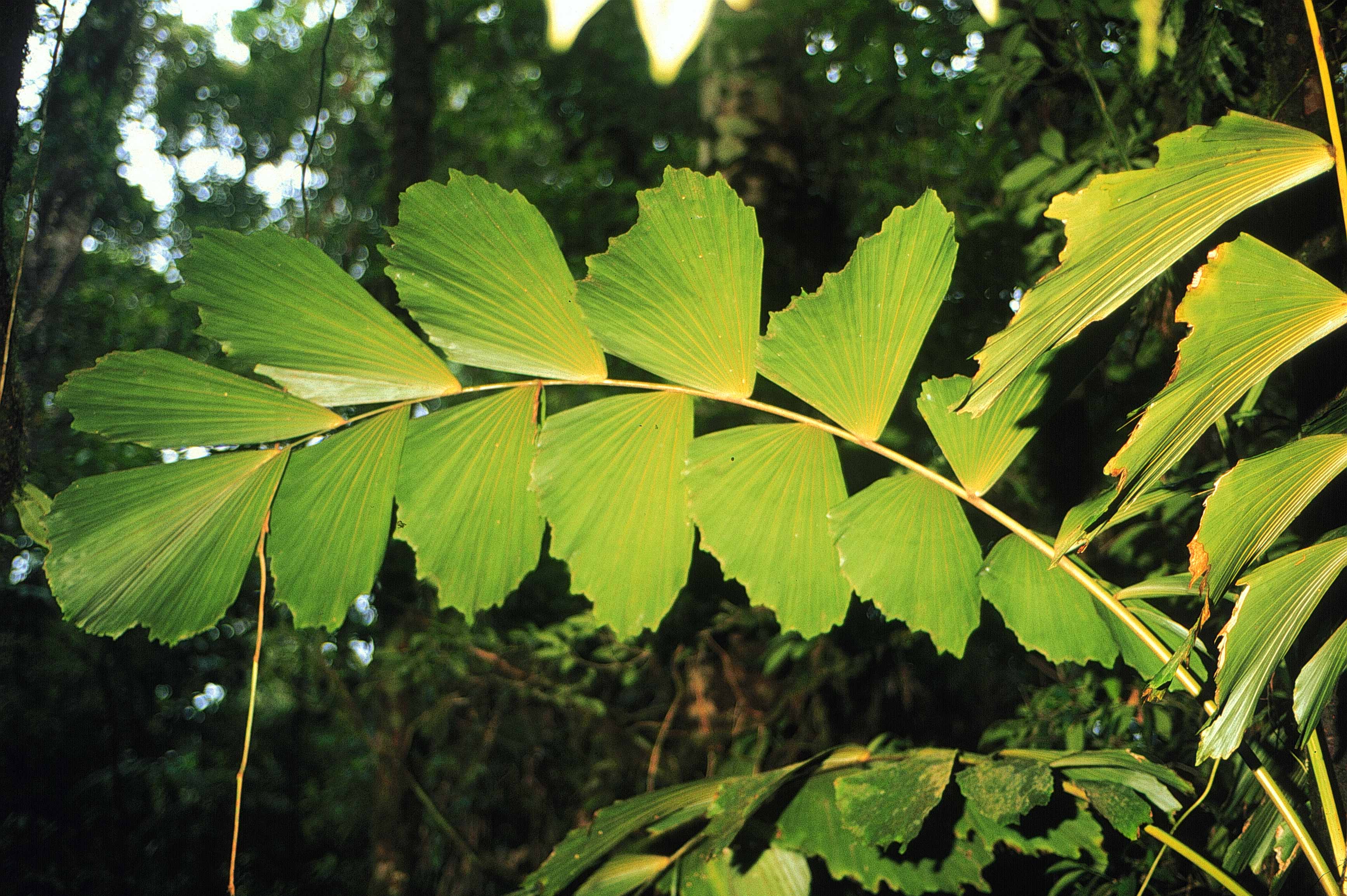 Specie Page de Iriartea deltoidea 2 Enero 1999