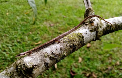 Observación de lagartija de las bromelias en Estación Biológica San ...