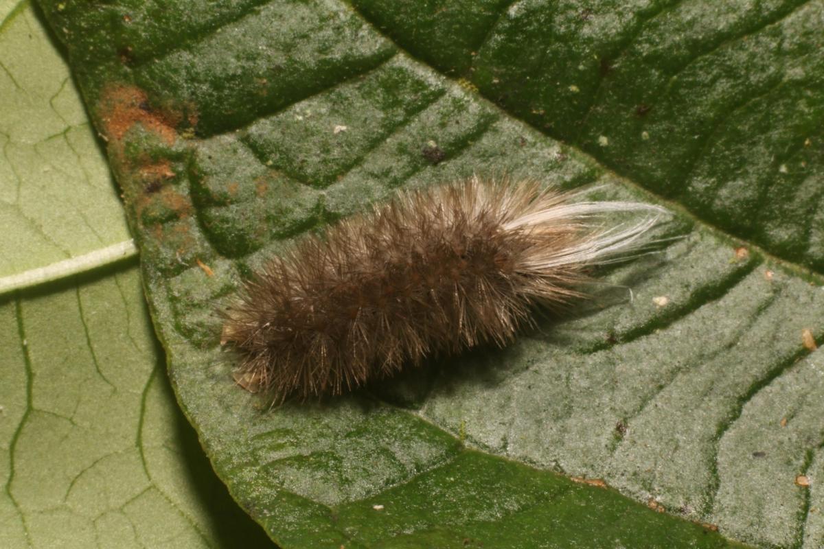 Idalus crinis (Erebidae) - Área de Conservación Guanacaste