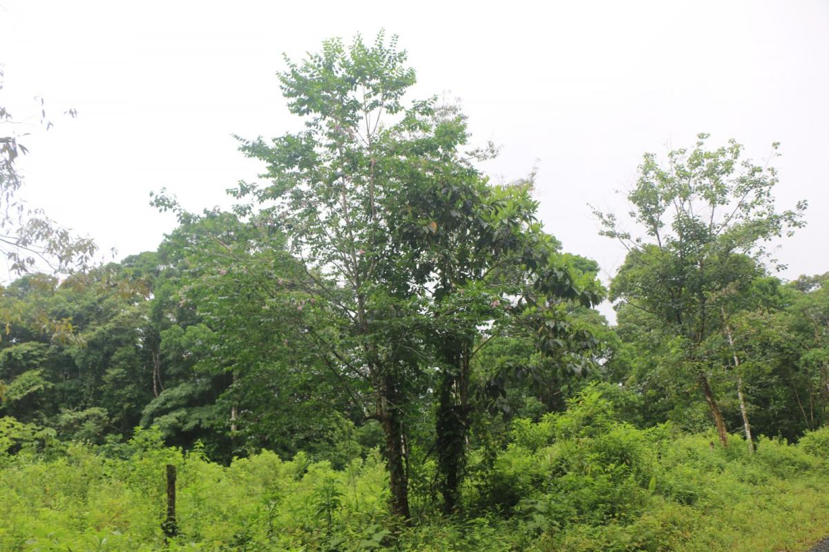 Coutarea hexandra (Rubiaceae) - Área de Conservación Guanacaste