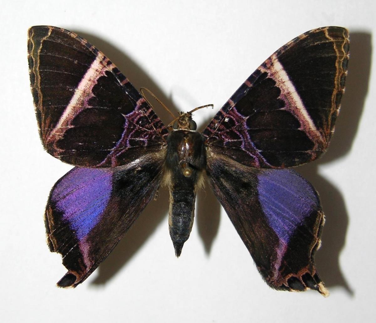 Coronidia orithea - Área de Conservación Guanacaste