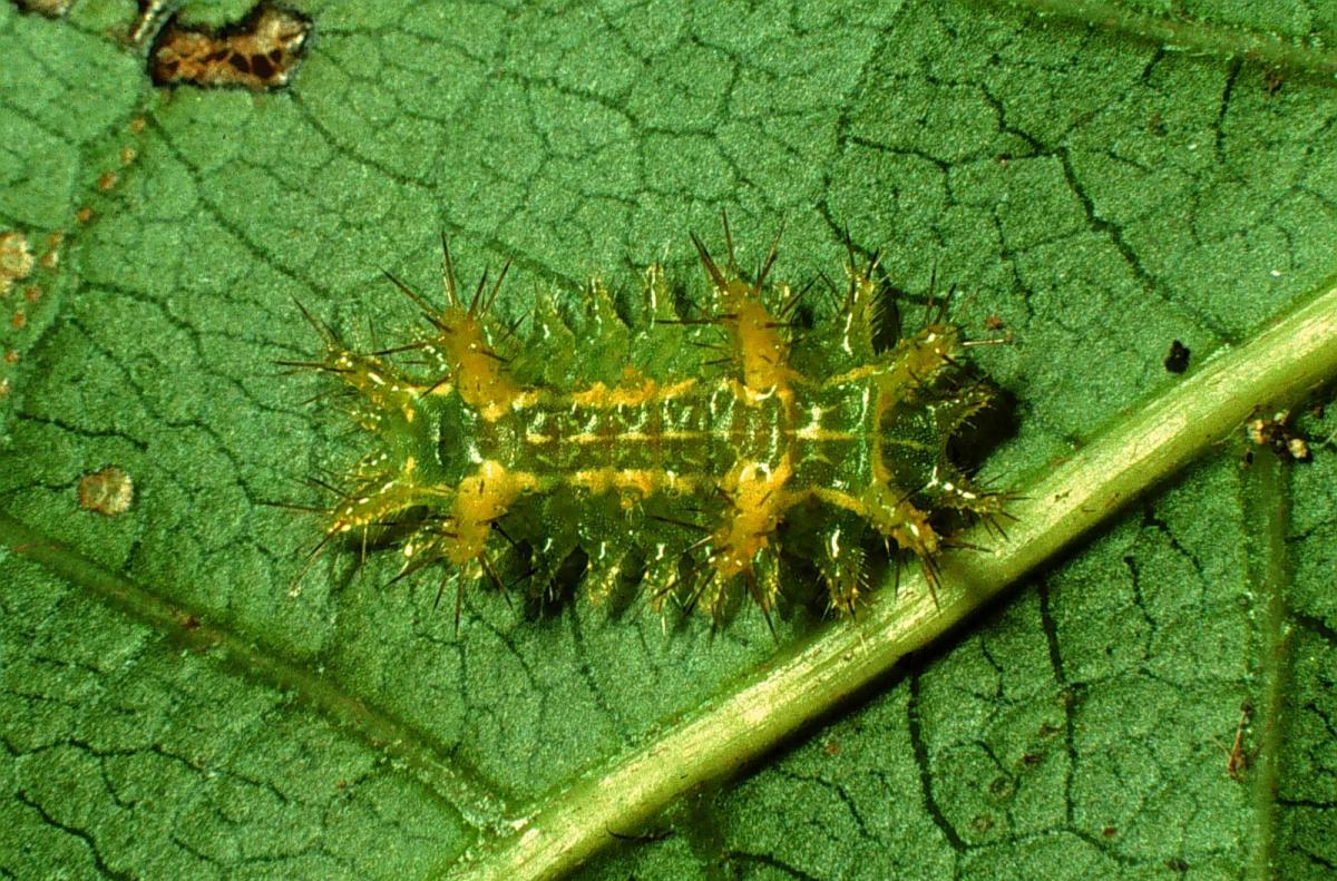 Euclea mesoamericana (Limacodidae) - Área de Conservación Guanacaste