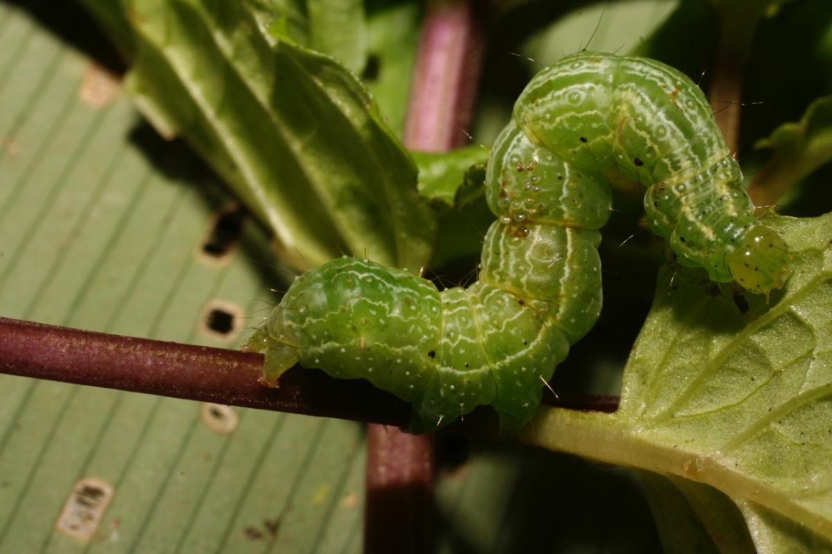 Condica sutor (Noctuidae) - Área de Conservación Guanacaste