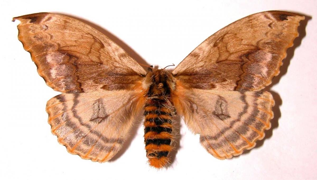 Molippa simillima (Saturniidae) - Área de Conservación Guanacaste