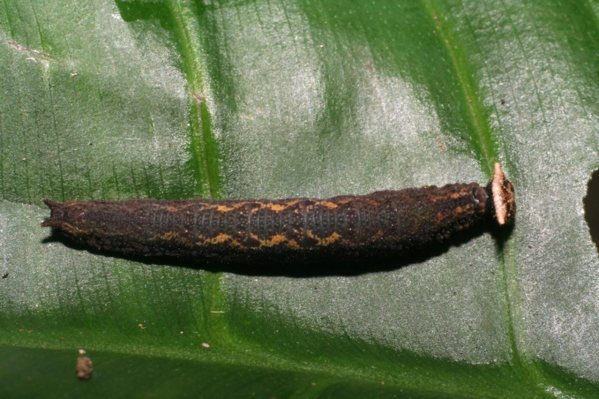 Cithaerias pireta (Nymphalidae) - Área de Conservación Guanacaste
