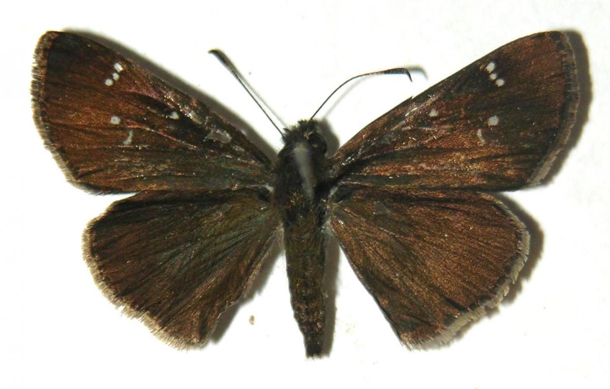 Cymaenes odilia trebius (Hesperiidae) - Área de Conservación Guanacaste