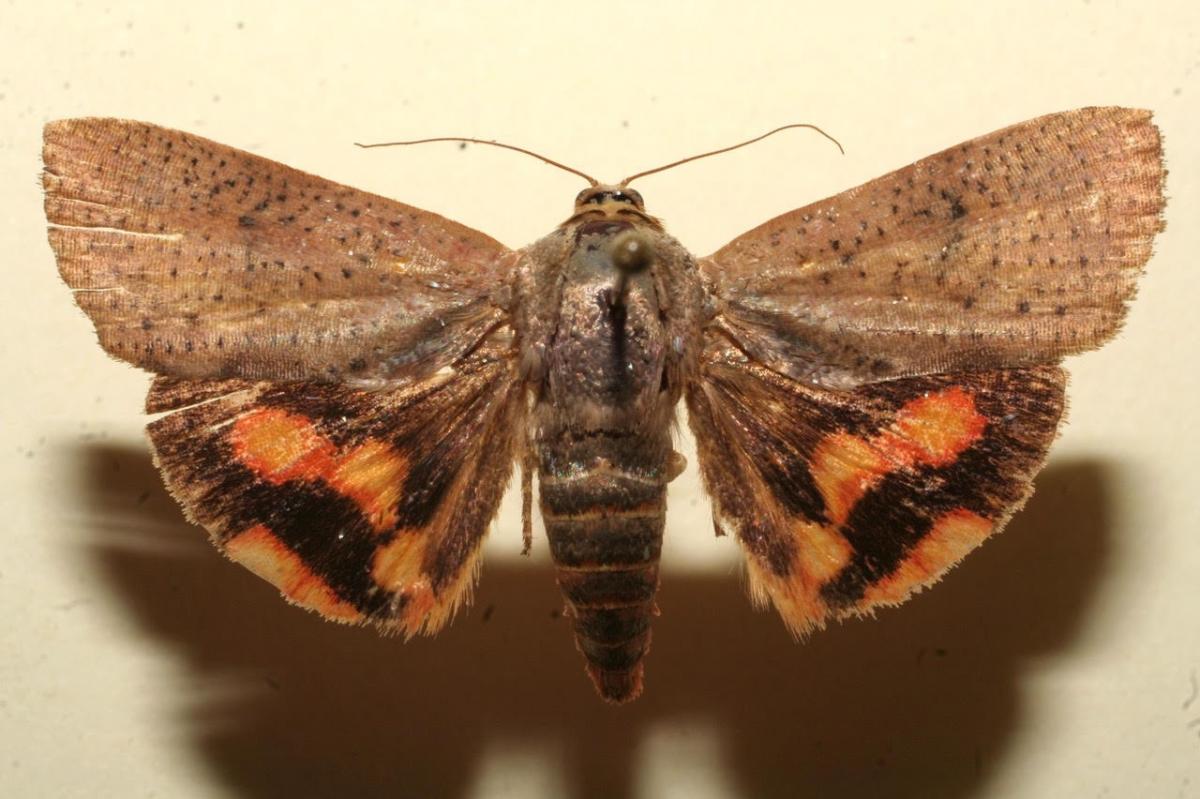 Hyblaea puera (Hyblaeidae) - Área de Conservación Guanacaste