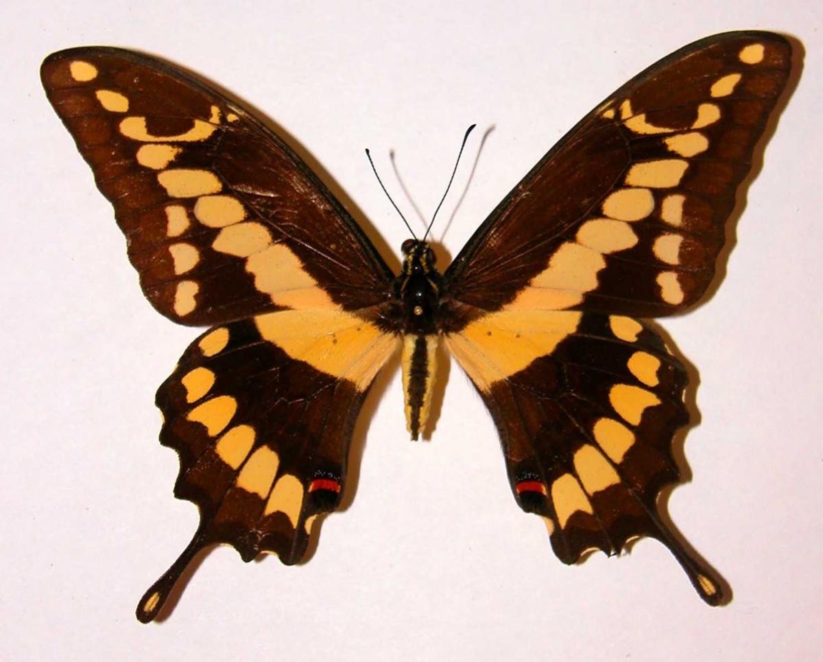 Heraclides cresphontes (Papilionidae) - Área de Conservación Guanacaste