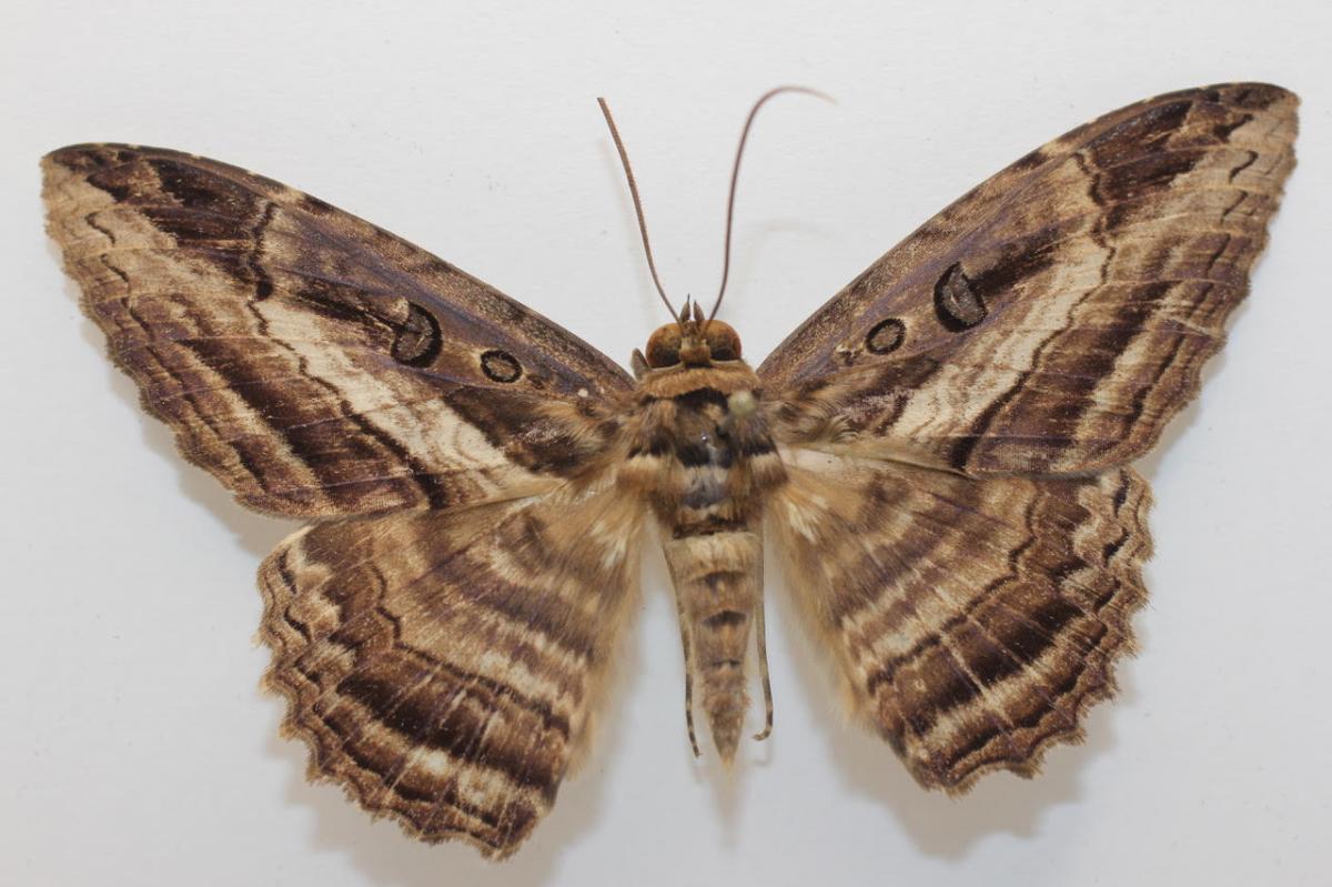 Feigeria buteoDHJ02 (Erebidae) - Área de Conservación Guanacaste