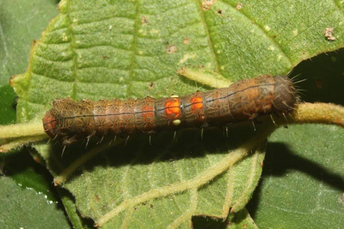 Crinodes ritsemaeDHJ02 (Notodontidae) - Área de Conservación Guanacaste