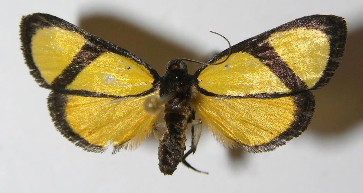Nachaba BioLep97 (Pyralidae) - Área de Conservación Guanacaste