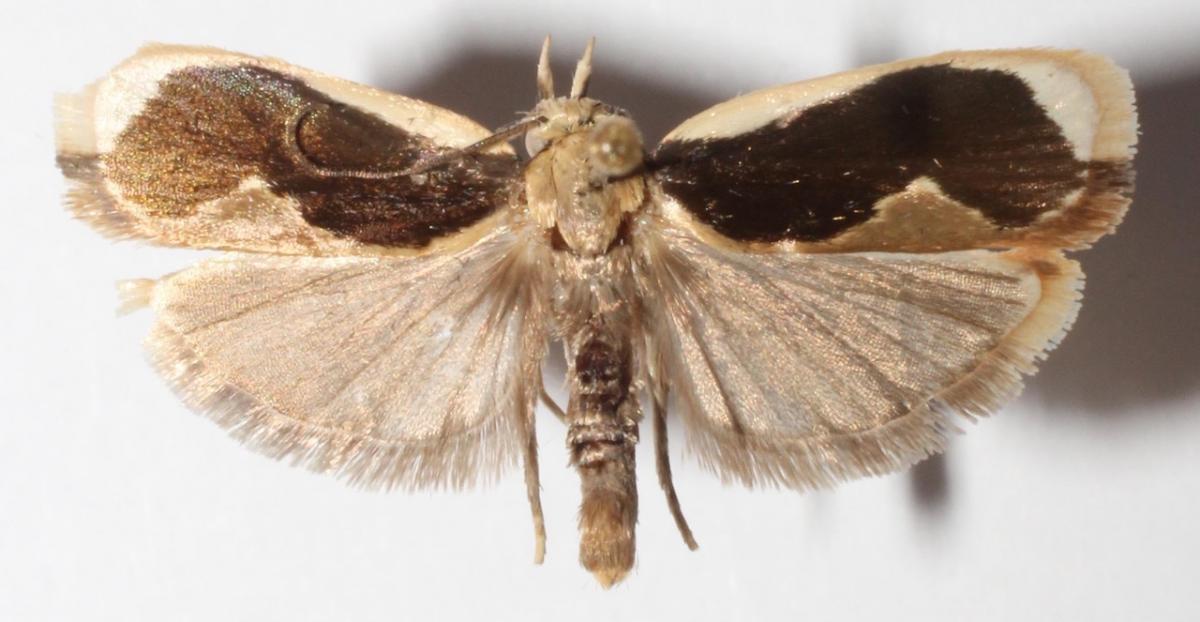 Stenoma adytodes (Depressariidae) - Área de Conservación Guanacaste