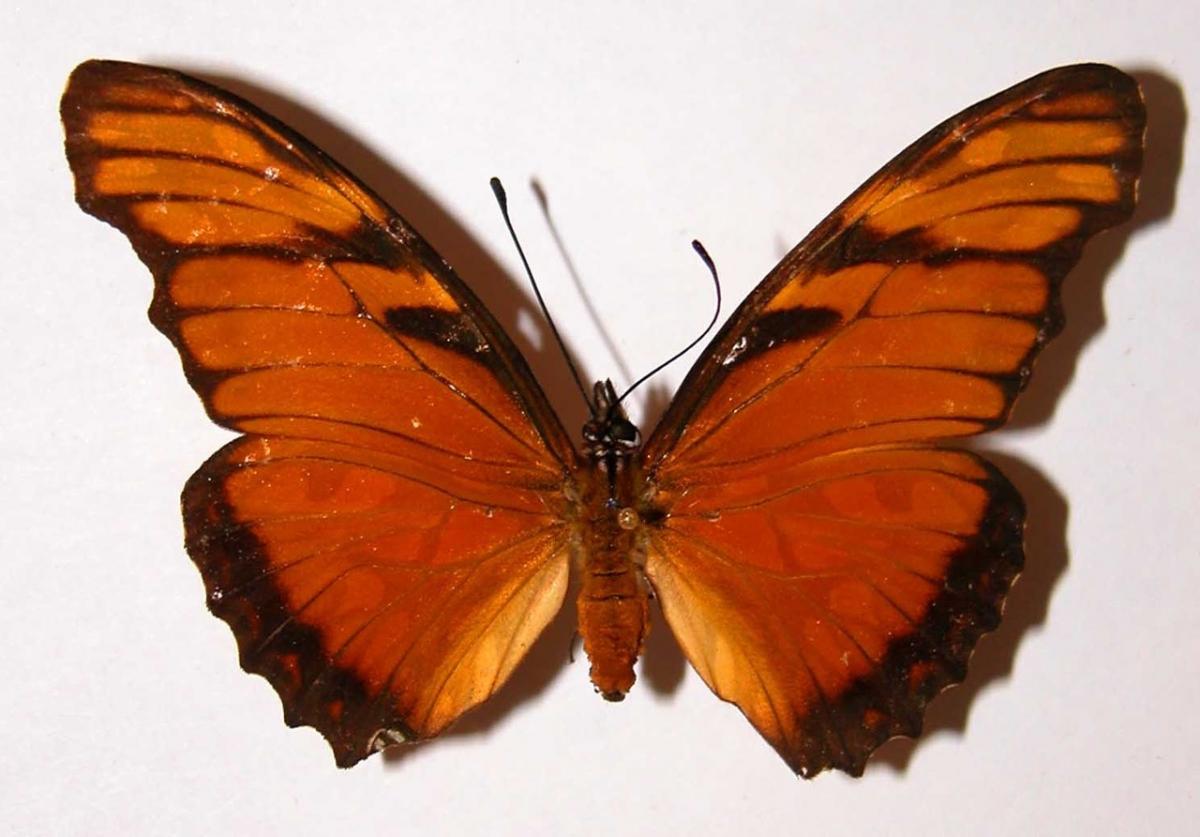 Dione juno (Nymphalidae) - Área de Conservación Guanacaste