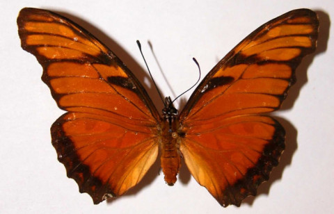 Dione juno (Nymphalidae) - Área de Conservación Guanacaste