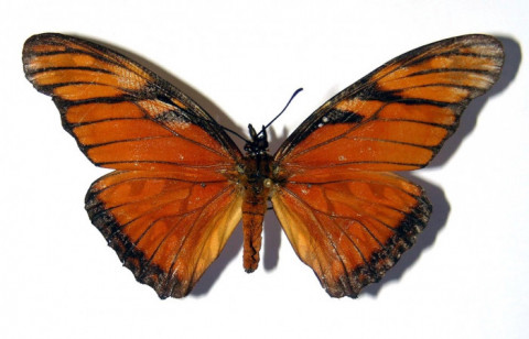 Dione juno (Nymphalidae) - Área de Conservación Guanacaste