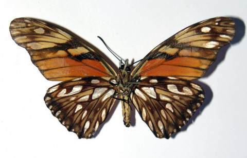 Dione juno (Nymphalidae) - Área de Conservación Guanacaste