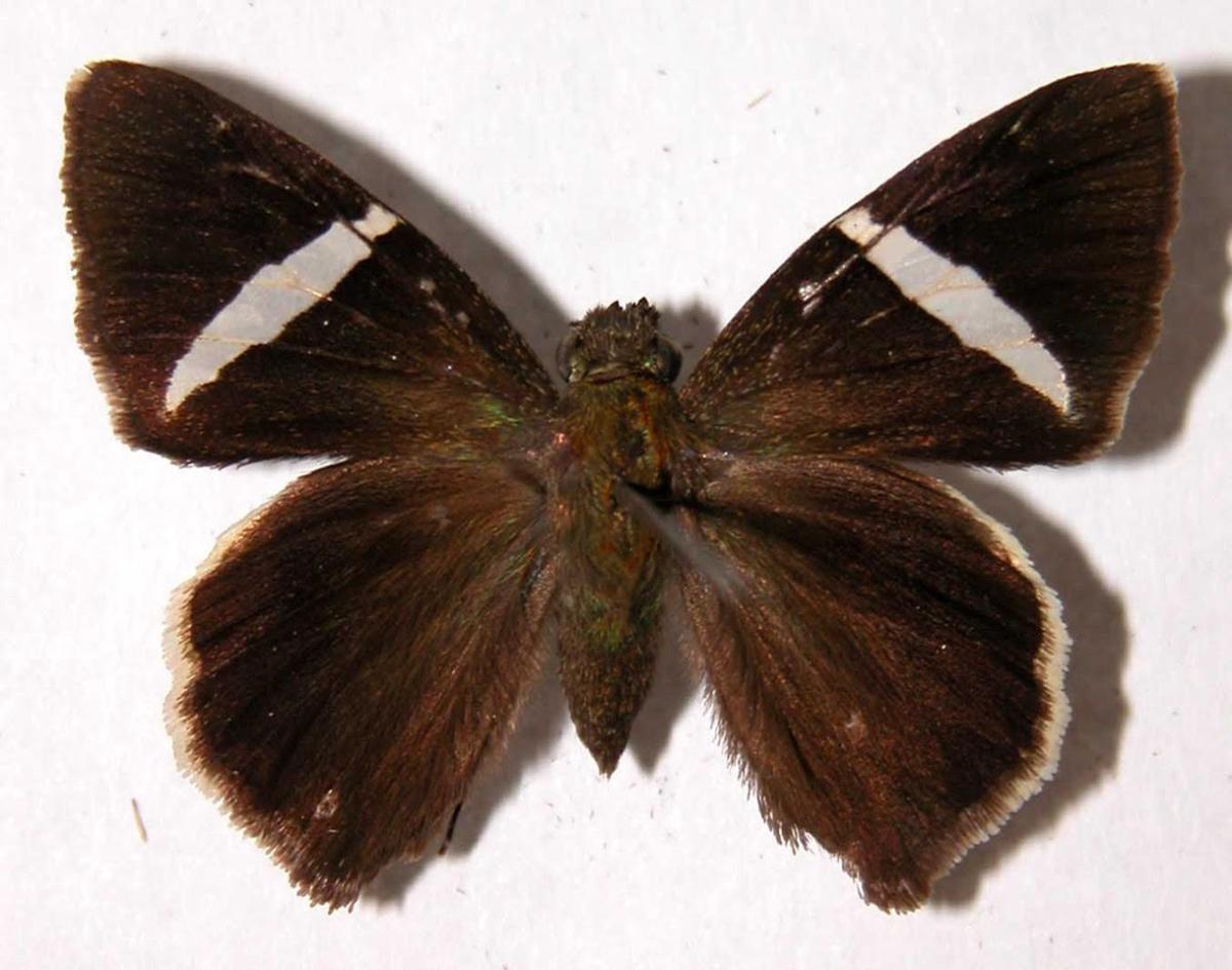 Cecropterus zarex(Hesperiidae) - Área de Conservación Guanacaste