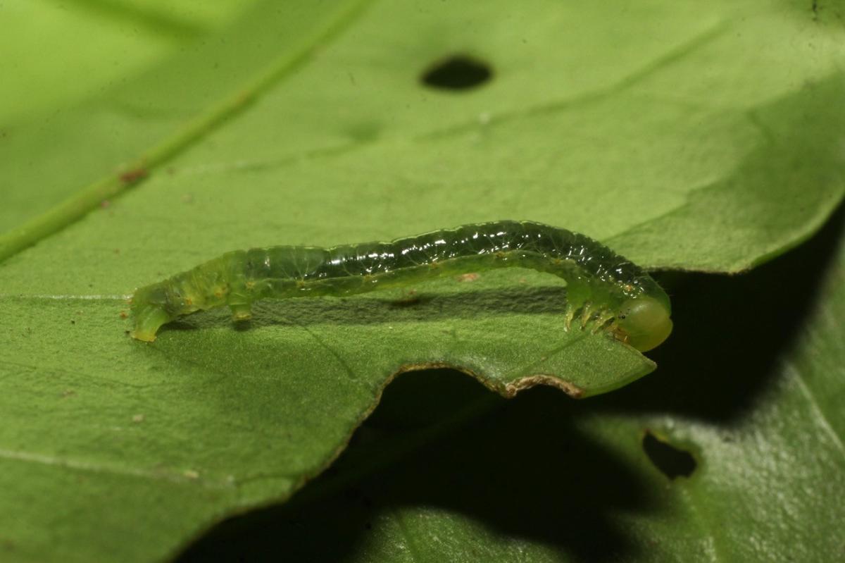 Thysanopyga BioLep02 (Geometridae). - Área de Conservación Guanacaste