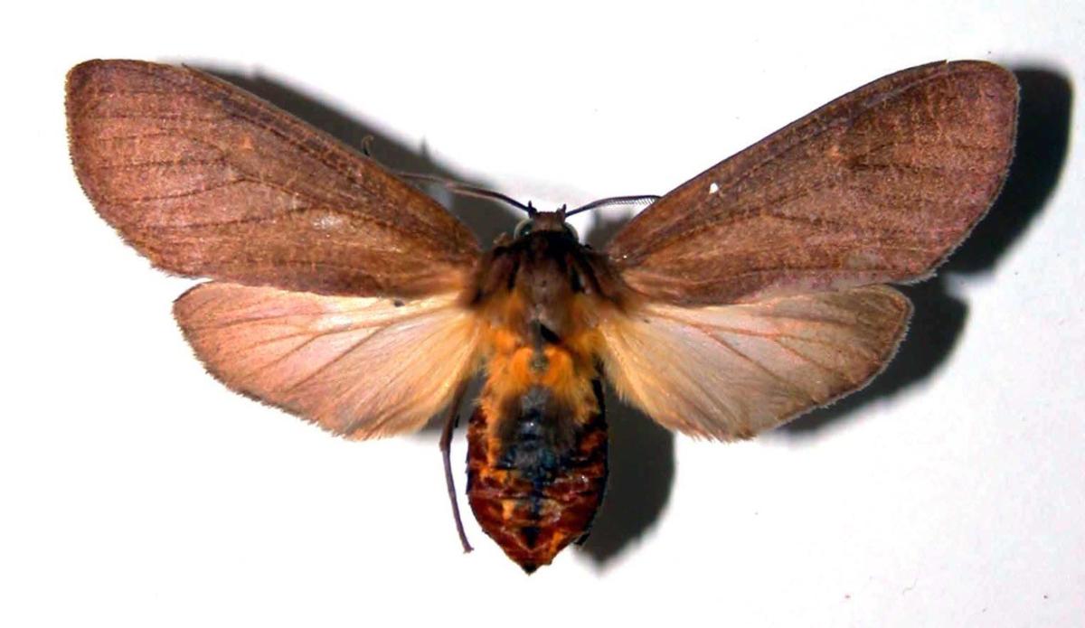 Elysius discoplaga (Erebidae) - Área de Conservación Guanacaste