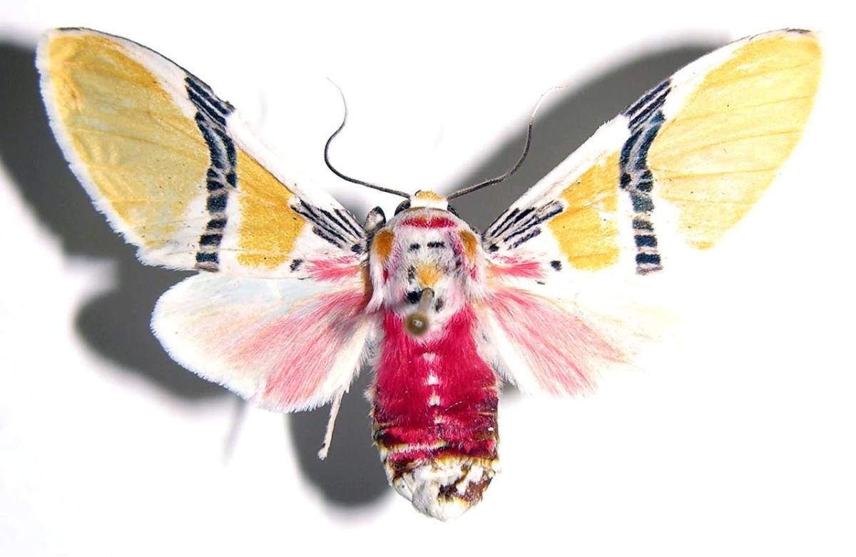 Idalus herois, Erebidae - Área de Conservación Guanacaste