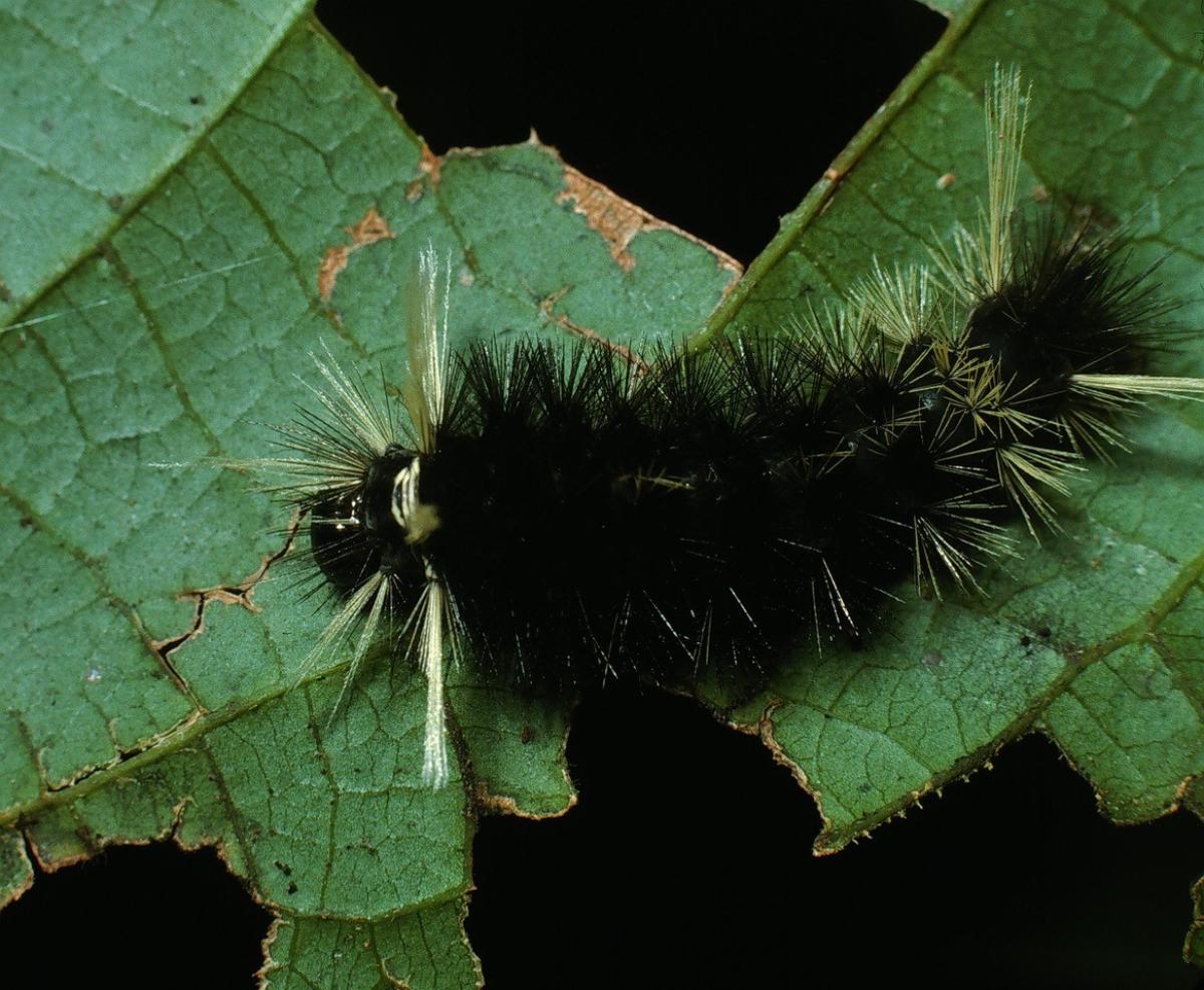 Pelochyta misera (Erebidae) - Área de Conservación Guanacaste