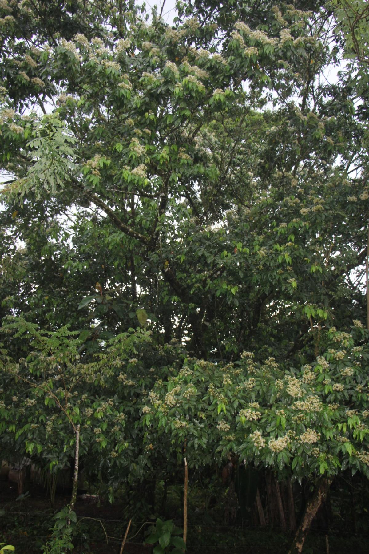Inga punctata (Fabaceae) - Área de Conservación Guanacaste