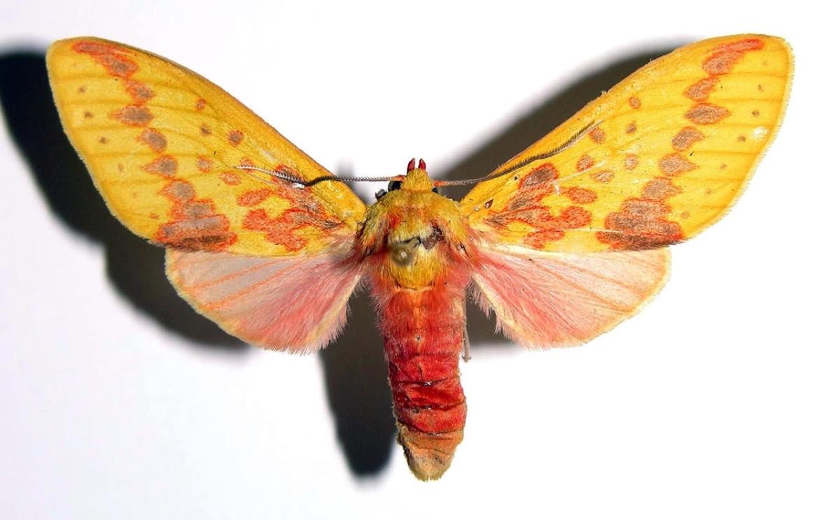 Symphlebia ipsea, Erebidae - Área de Conservación Guanacaste