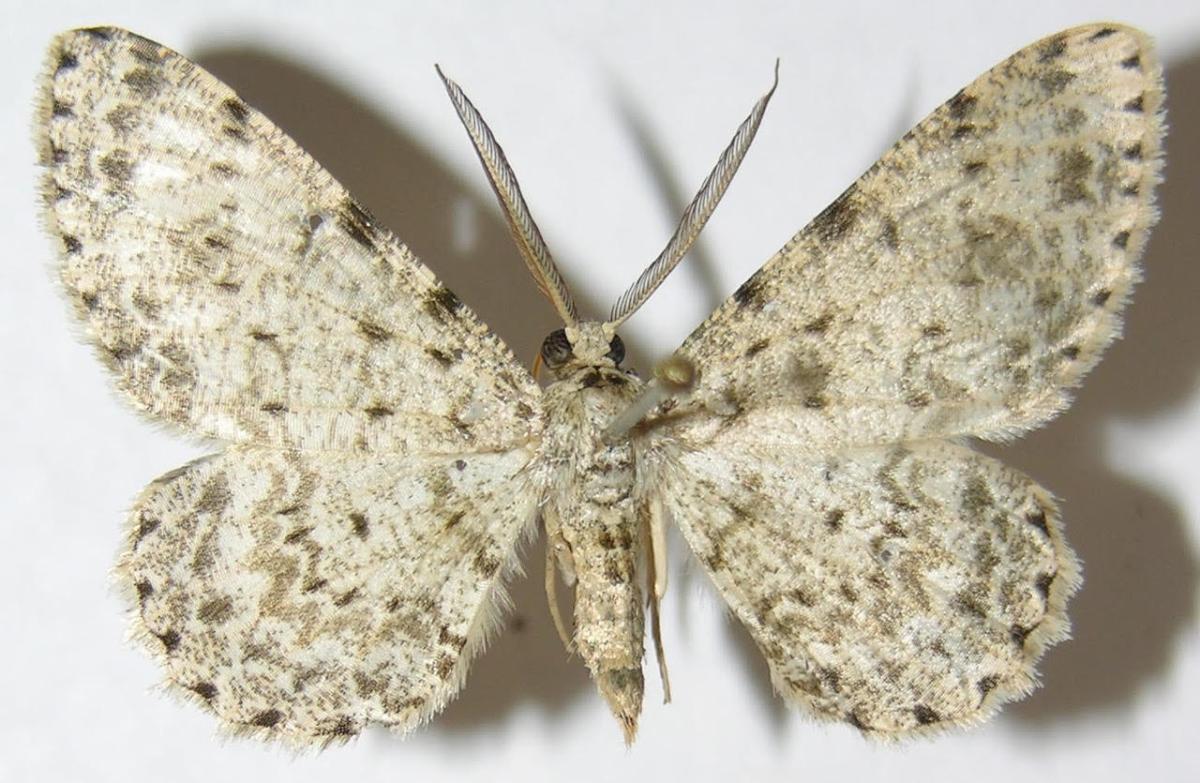 Glena agria (Geometridae) - Área de Conservación Guanacaste