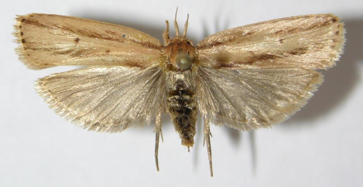 Stenoma Janzen142 (Depressariidae) - Área de Conservación Guanacaste