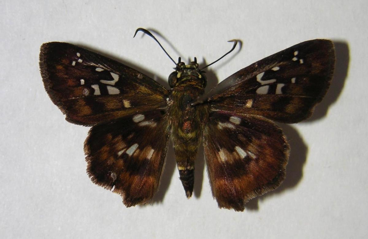 Udranomia sallydaleyae (Hesperiidae) - Área de Conservación Guanacaste