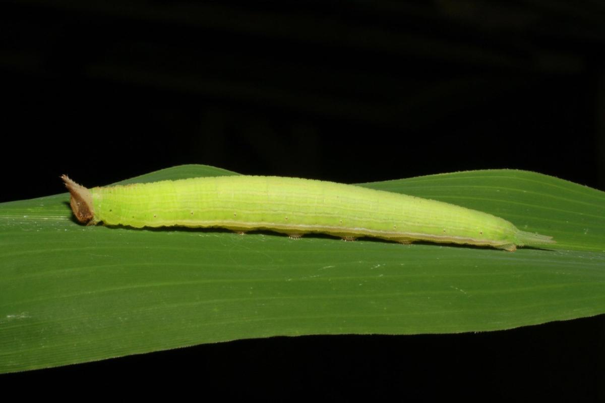 Taygetis laches (Nymphalidae) - Área de Conservación Guanacaste