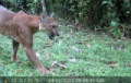 Puma concolor (Felidae) - Área de Conservación Guanacaste