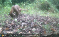 Puma concolor (Felidae) - Área de Conservación Guanacaste
