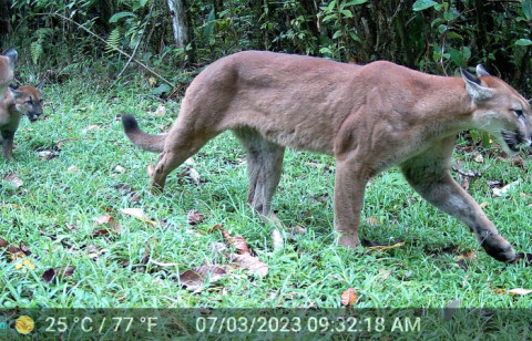 Puma concolor (Felidae) - Área de Conservación Guanacaste