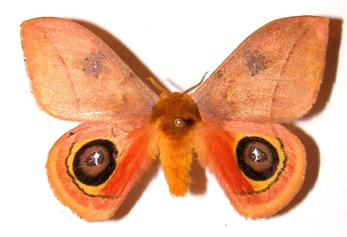 Automeris rubrescens - Área de Conservación Guanacaste