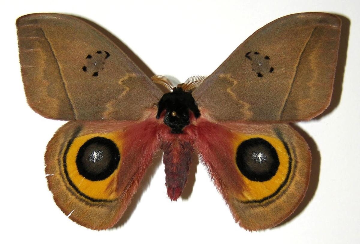 Automeris belti, Saturniidae - Área de Conservación Guanacaste
