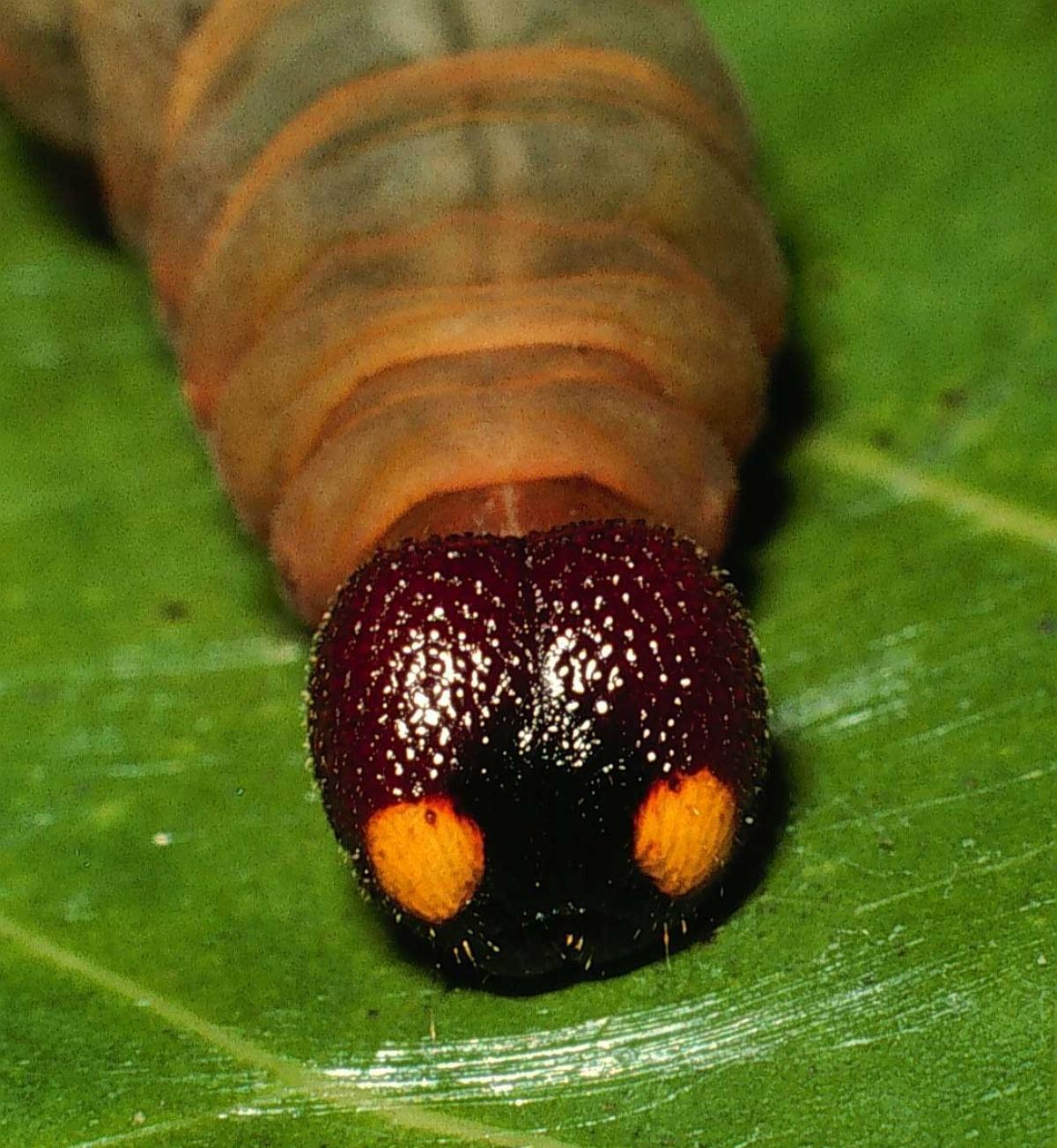 Aguna coeloides Hesperiidae - Área de Conservación Guanacaste