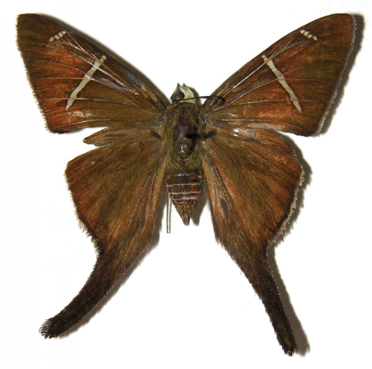 Spicauda teleus (Hesperiidae) - Área de Conservación Guanacaste
