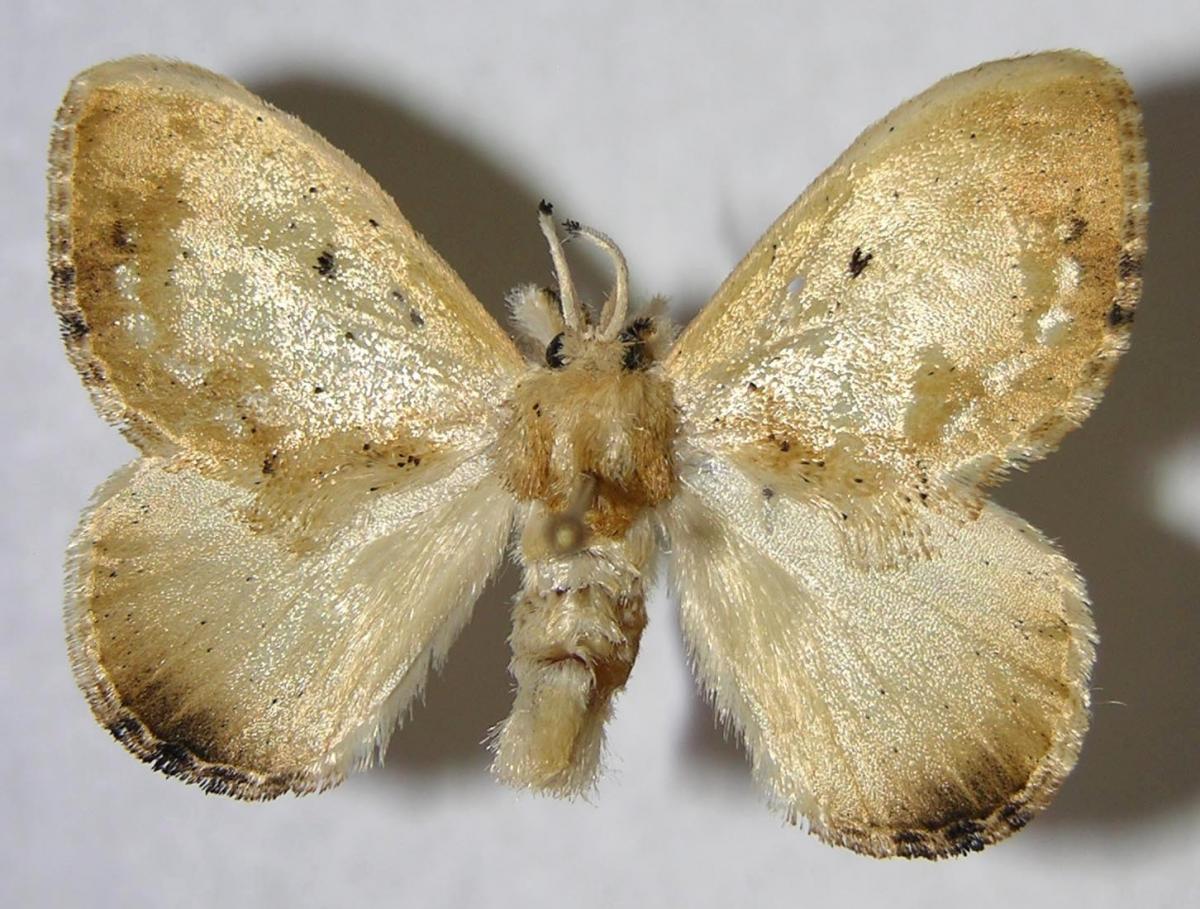 Minacraga plata (Dalceridae) - Área de Conservación Guanacaste