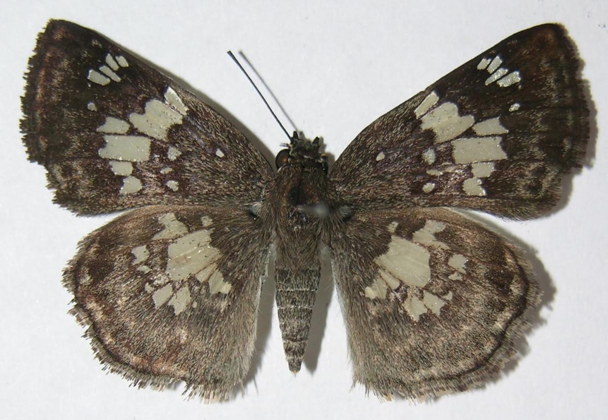 Xenophanes tryxus (Hesperiidae) - Área de Conservación Guanacaste