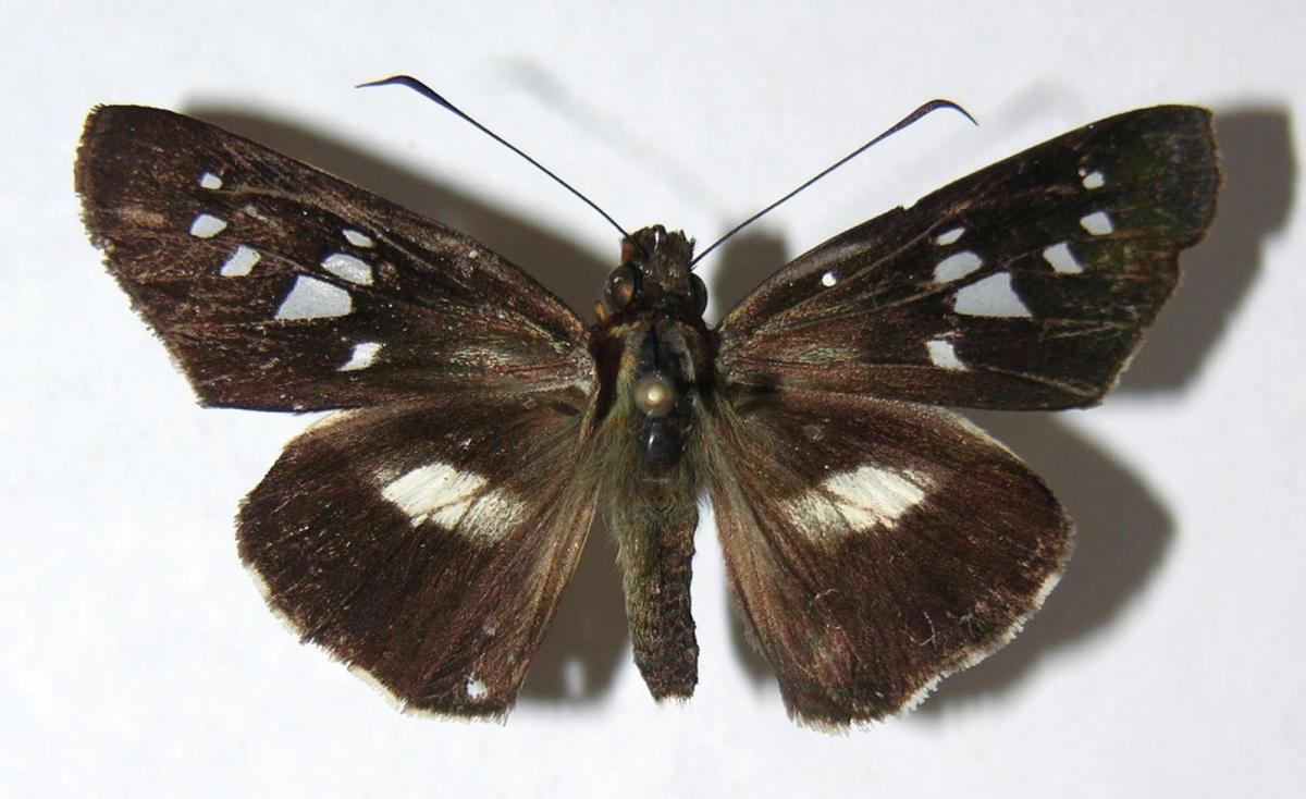Dubiella belpa (Hesperiidae) - Área de Conservación Guanacaste