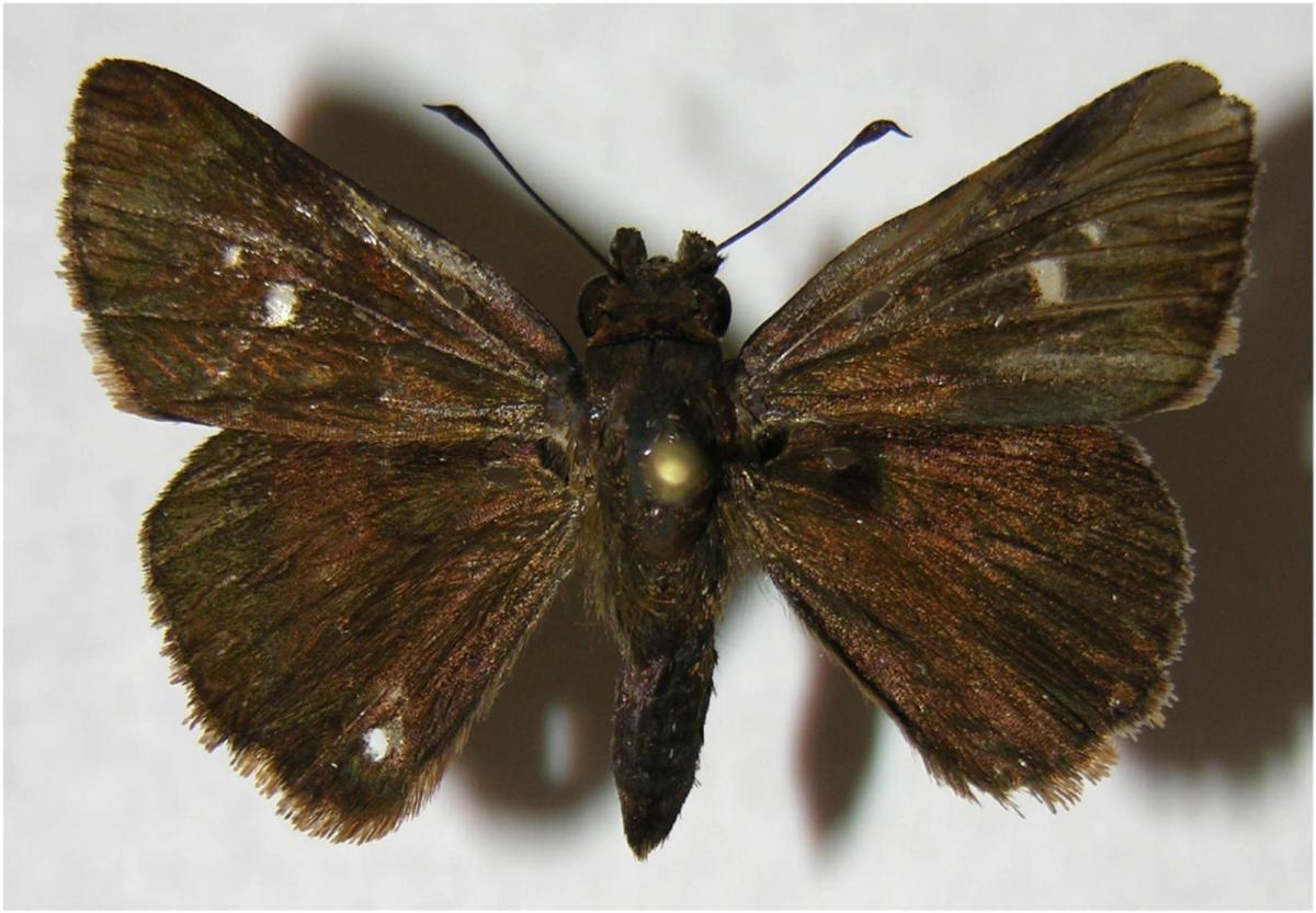 Cynea cannae (Hesperiidae) - Área de Conservación Guanacaste