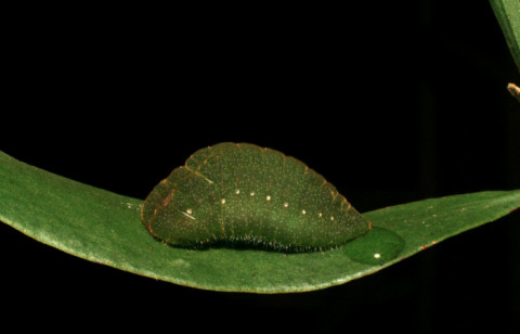 Atlides polybe (Lycaenidae) - Área de Conservación Guanacaste