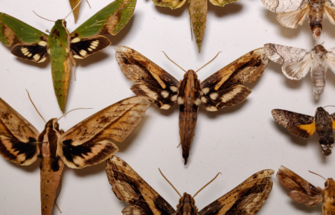 BioLep - Área de Conservación Guanacaste