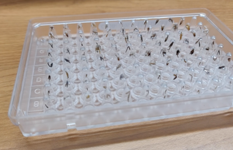 BioLep - Área de Conservación Guanacaste