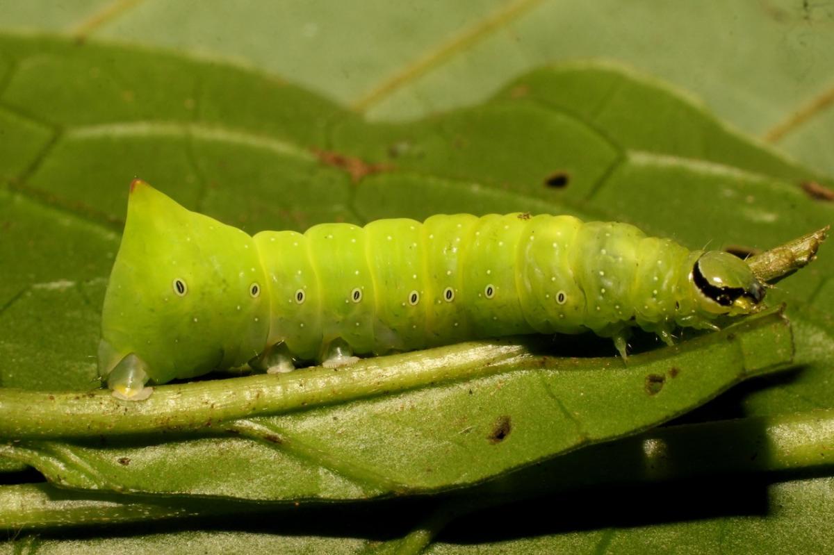 Páginas de Especies - Área de Conservación Guanacaste