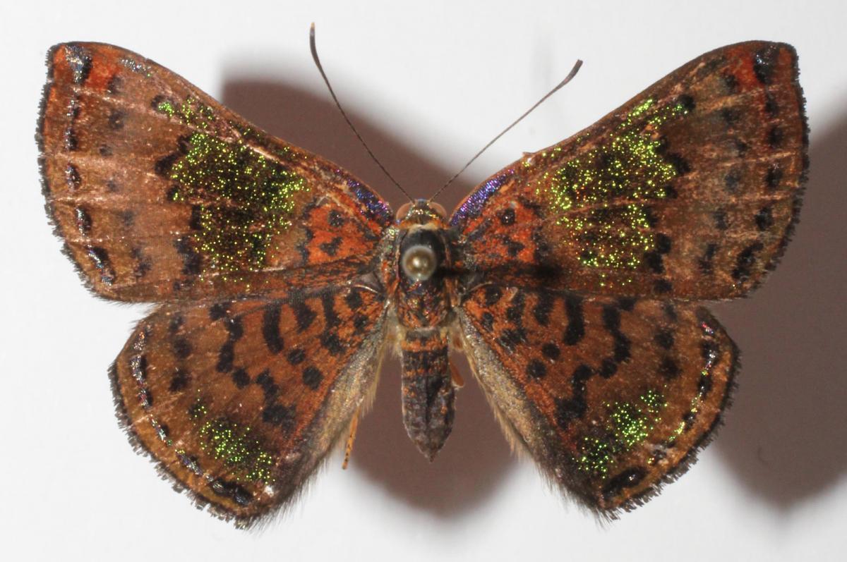 Caria rhacotis (Riodinidae) - Área de Conservación Guanacaste
