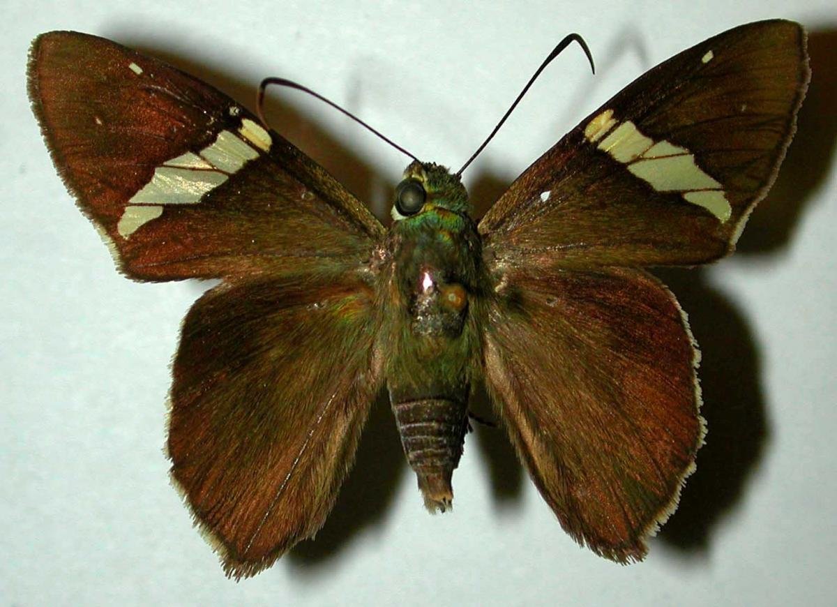Calliades zeutus (Hesperiidae) - Área de Conservación Guanacaste