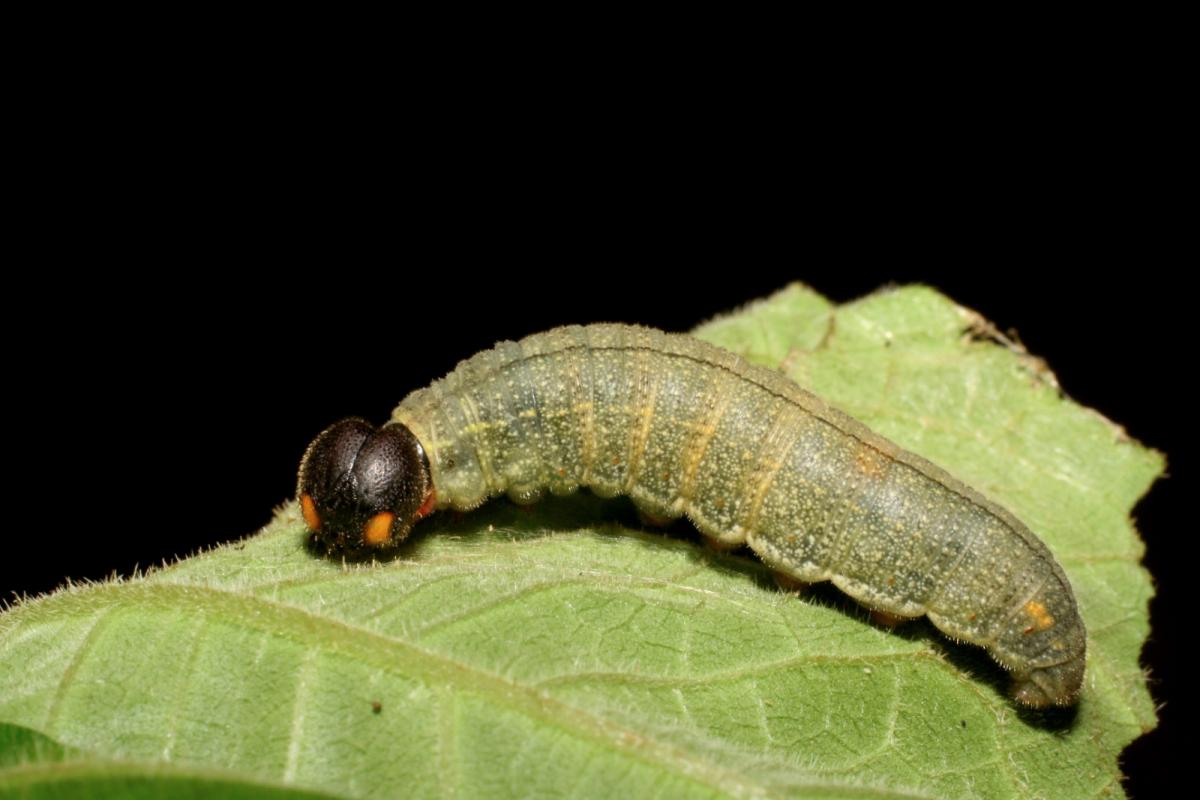Urbanus segnestami (Hesperiidae) - Área de Conservación Guanacaste