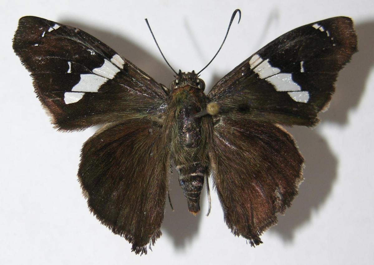 Spathilepia clonius (Hesperiidae) - Área de Conservación Guanacaste